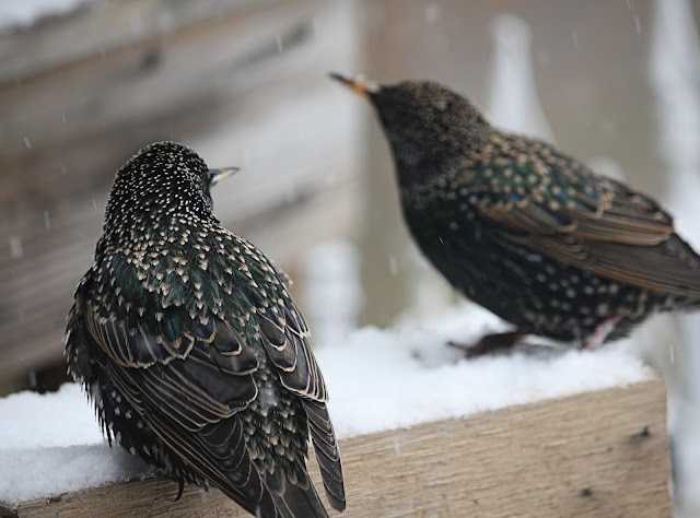 Round The Bend: Wild Bird Wednesday: Little Snowbirds