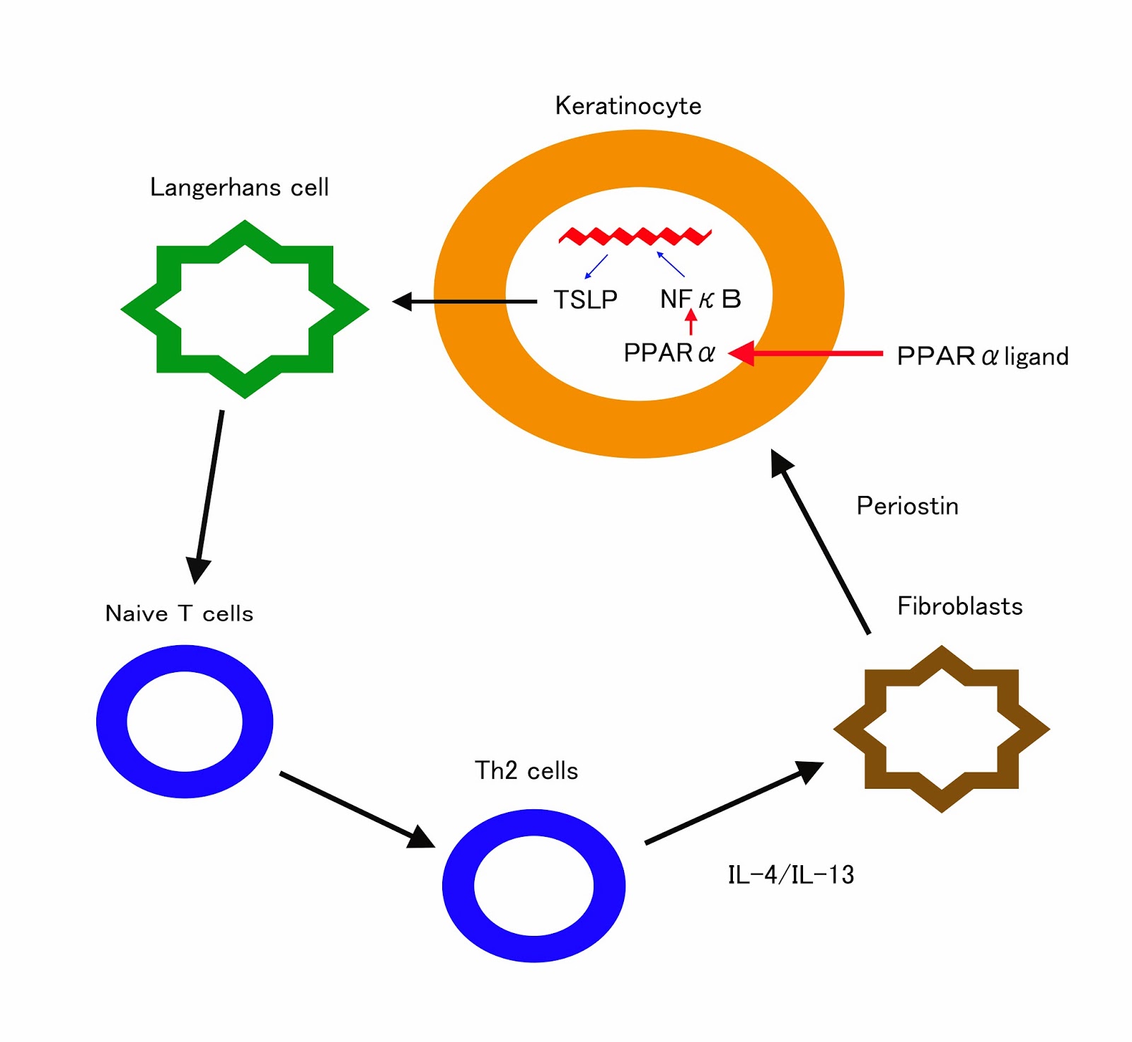 Dr. Fukaya's blog about TSA (Topical Steroid Addiction) : Topical ...