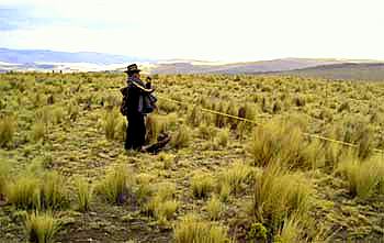 PLAAN : ICHU - Stipa ichu