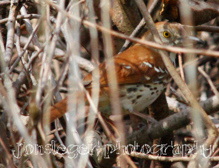 Northern Illinois Birder: Brown Thrashers: Early April Migration to ...