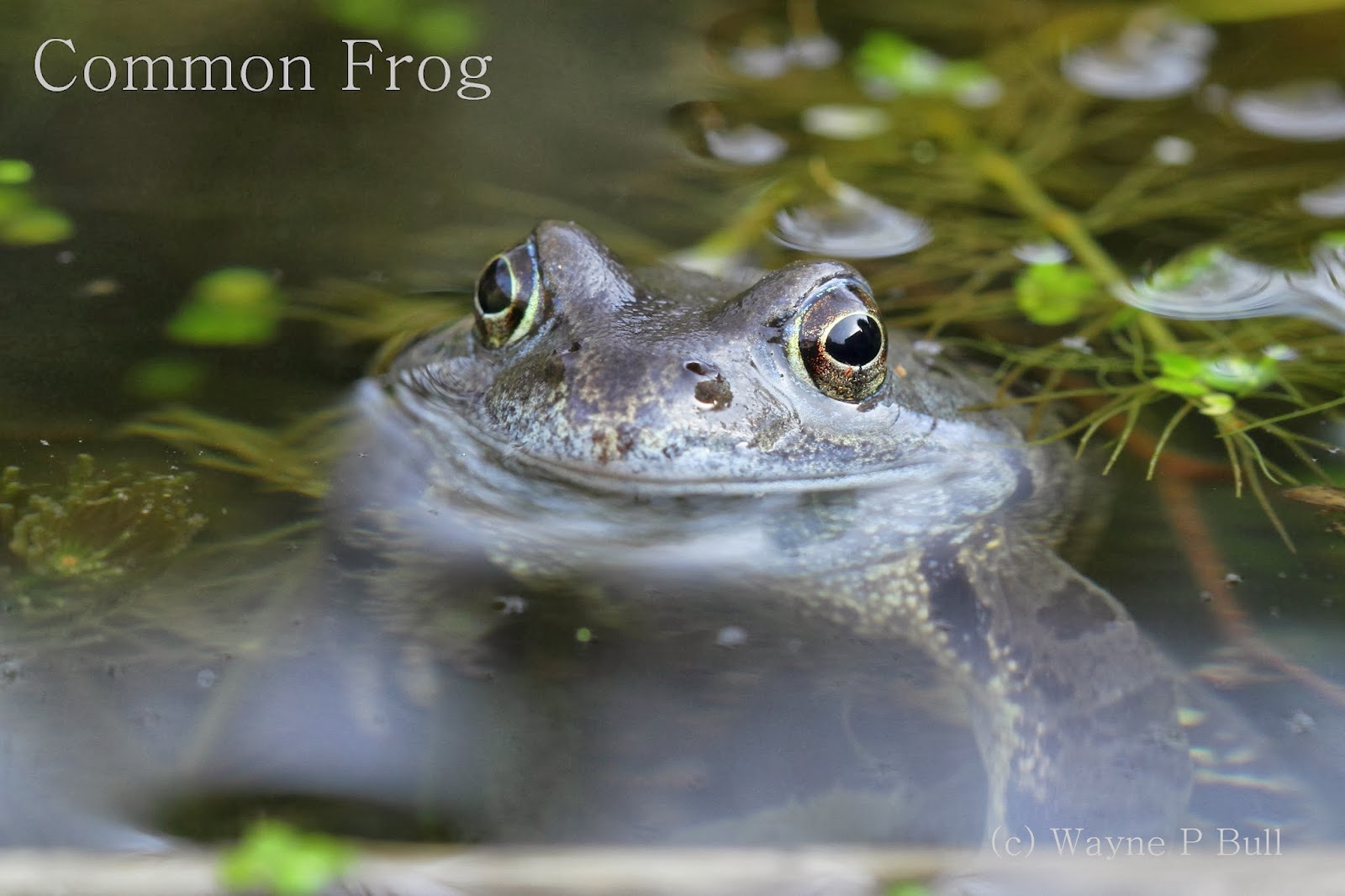 Wayne Bull's Wildlife Blog.: Garden Frog's