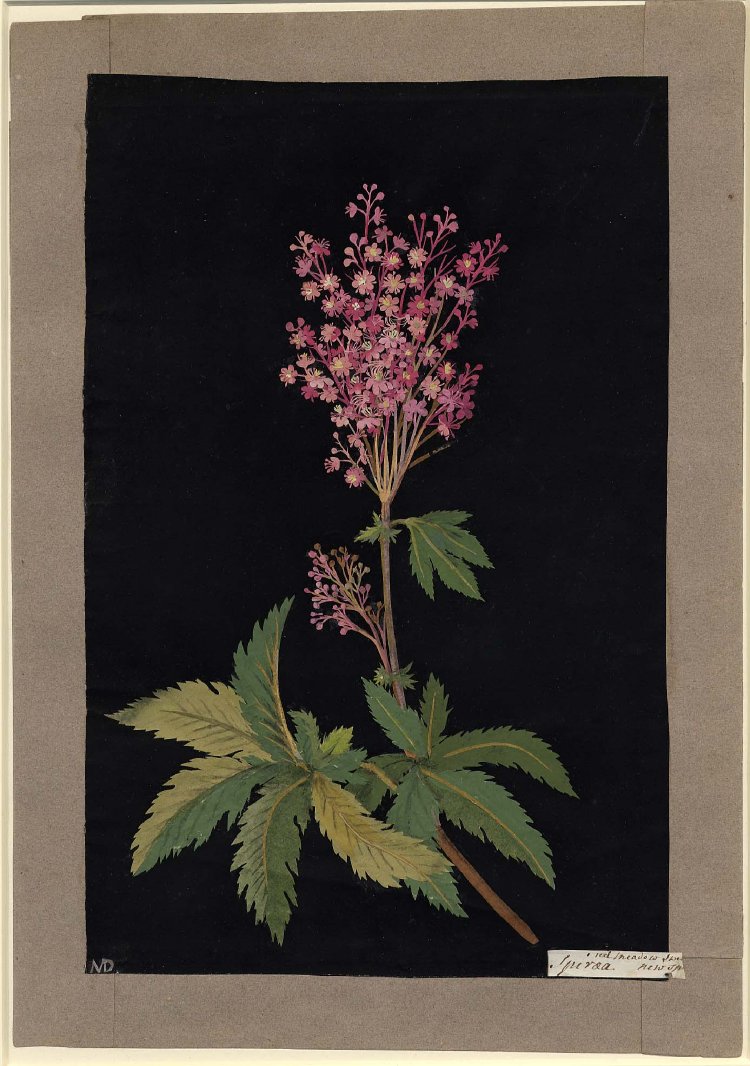 nickyskye meanderings: Mary Delany, collage artist of flowers in the 1700's