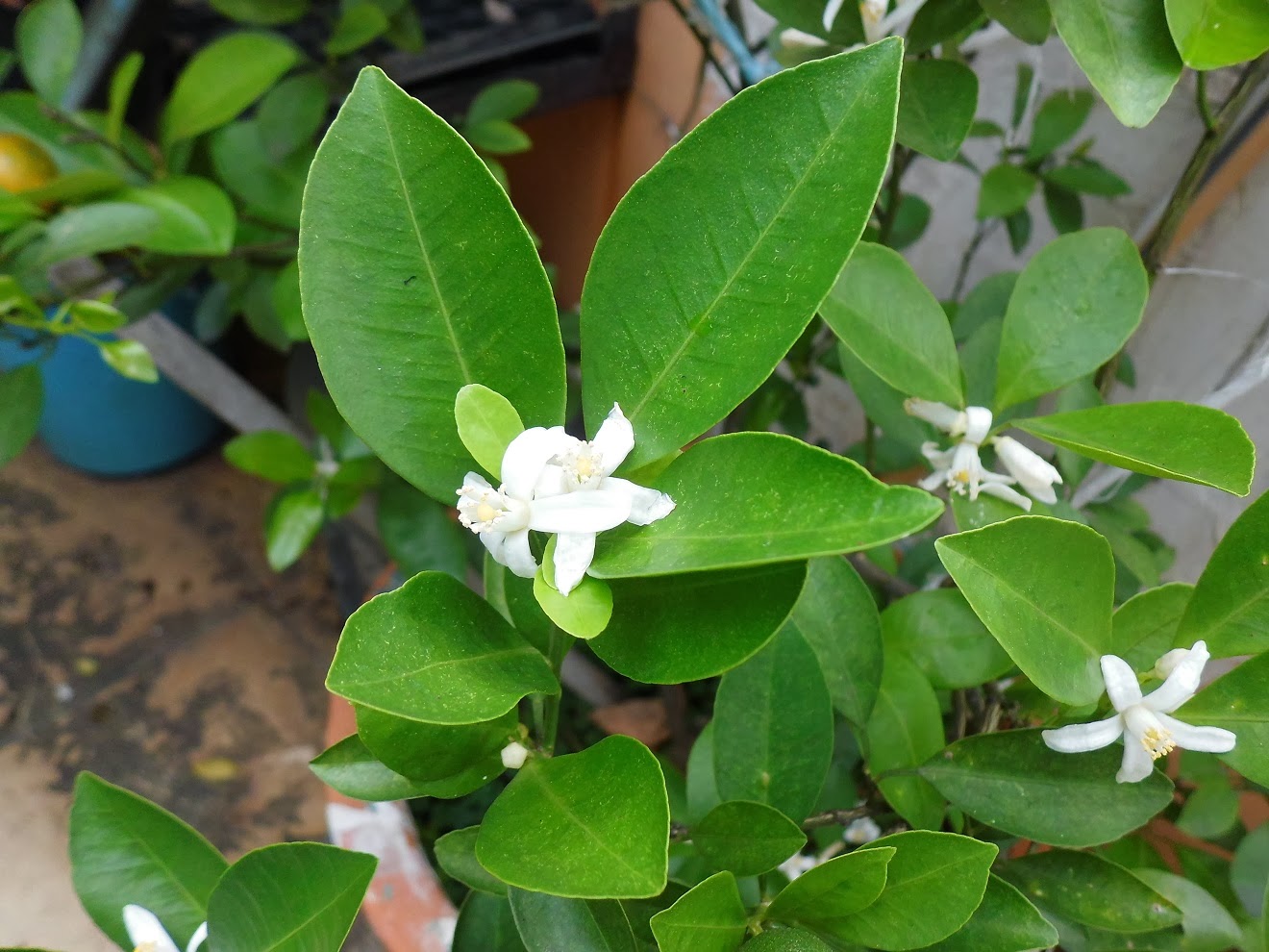 Khasiat dan Manfaat Tanaman Untuk Obat: Khasiat dan Manfaat Tanaman ...