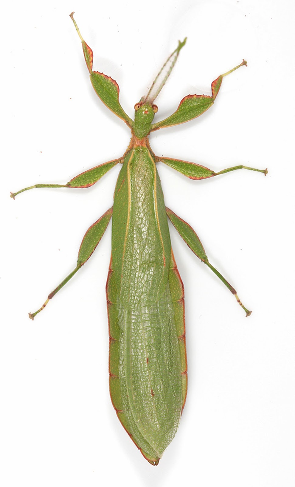 BunyipCo: January 2014