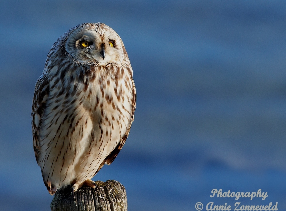 Annula Fotografie http://anniezon.blogspot.nl/: Uilen