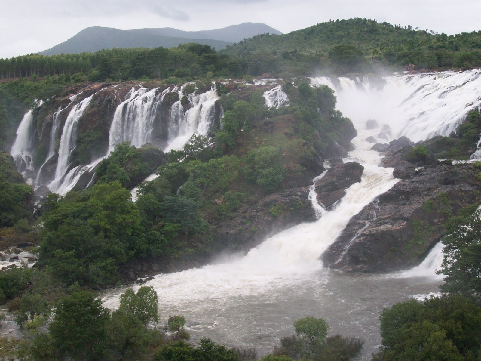 gardentropics: ABC Wednesday- W