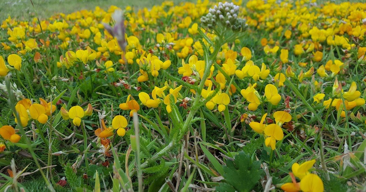 HOW TO GET RID OF BIRD'S FOOT TREFOIL IN LAWNS |The Garden of Eaden
