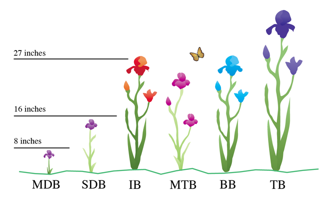 Three Dogs in a Garden: Becoming a Plant Sleuth/ How to Grow Bearded Iris