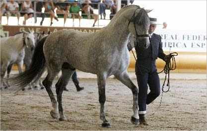 Paso Español: Le cheval de pure race espagnole, le plus beau d'Europe