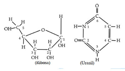 Macam - Macam RNA Sesuai Tempat dan Fungsi RNA - Biologisites