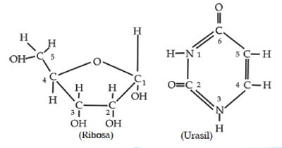 Macam - Macam RNA Sesuai Tempat dan Fungsi RNA - Biologisites