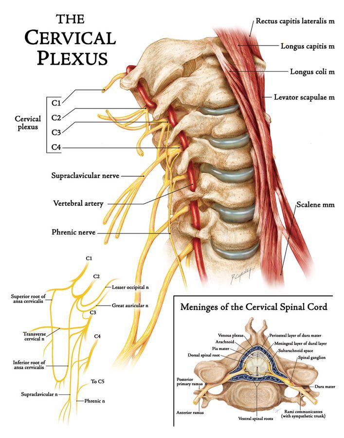 Jenis-Jenis Sistem Saraf Tepi ( Berdasarkan arah impuls dan Tiga macam pleksus)