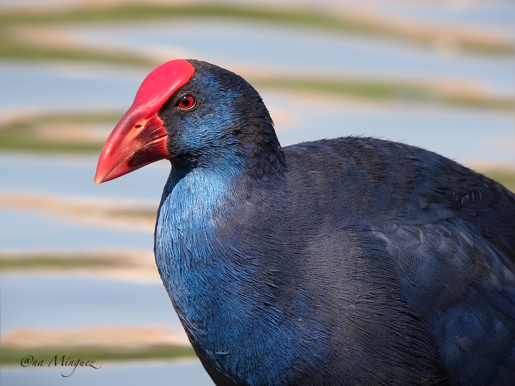 NATURANAFOTOS: Calamón común