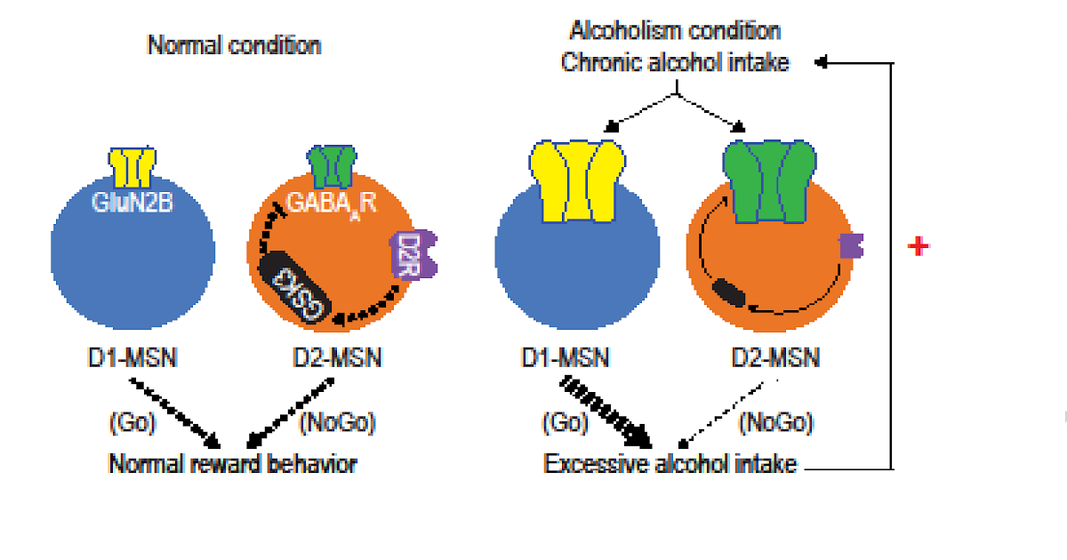 DREADDs defining ETOH actions on striatal D1 and D2 pathways