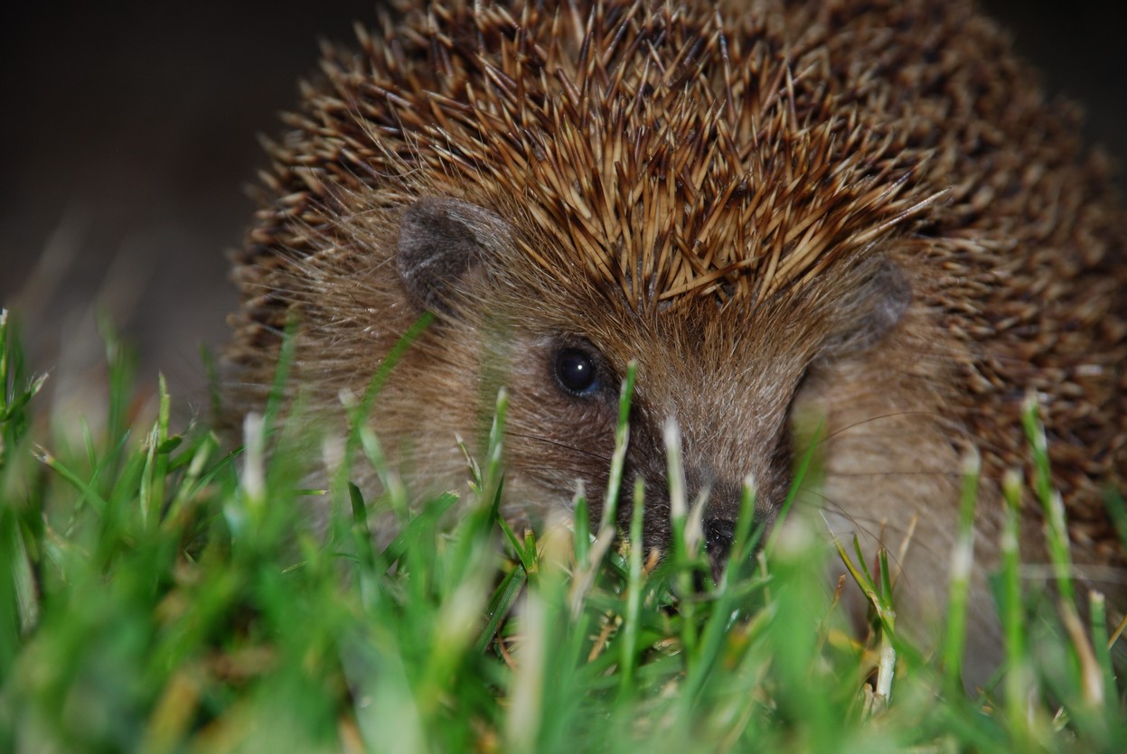 biodiversité dans notre jardin: le hérisson
