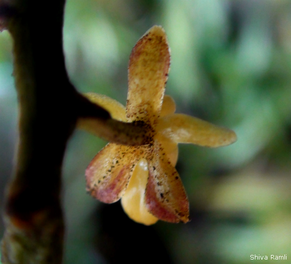 Wild orchids in sumatra: Micropera costulata (J.J.Sm.) Garay, 1972