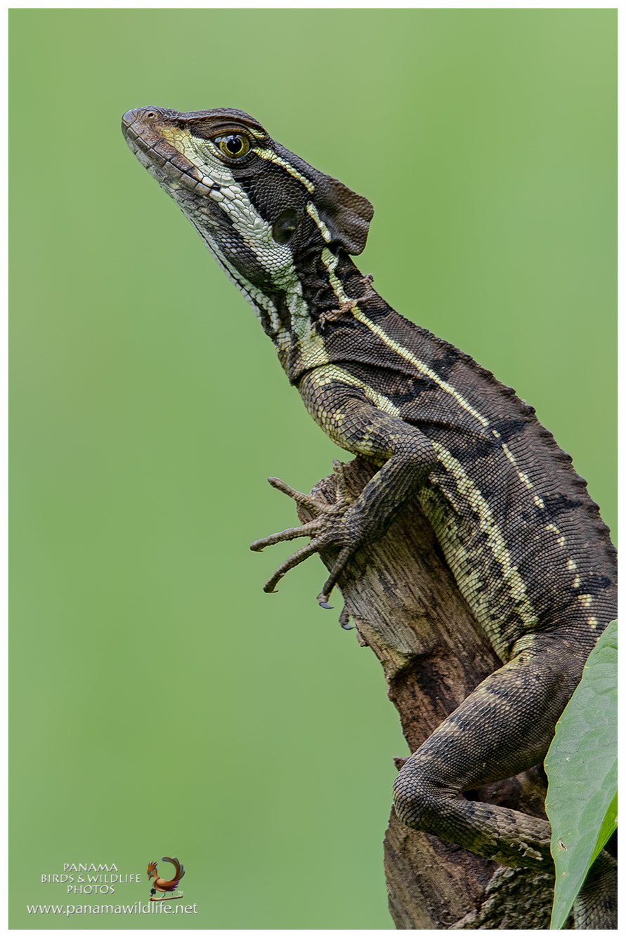 Pipeline Road and surroundings - the best place for Panama Birds ...