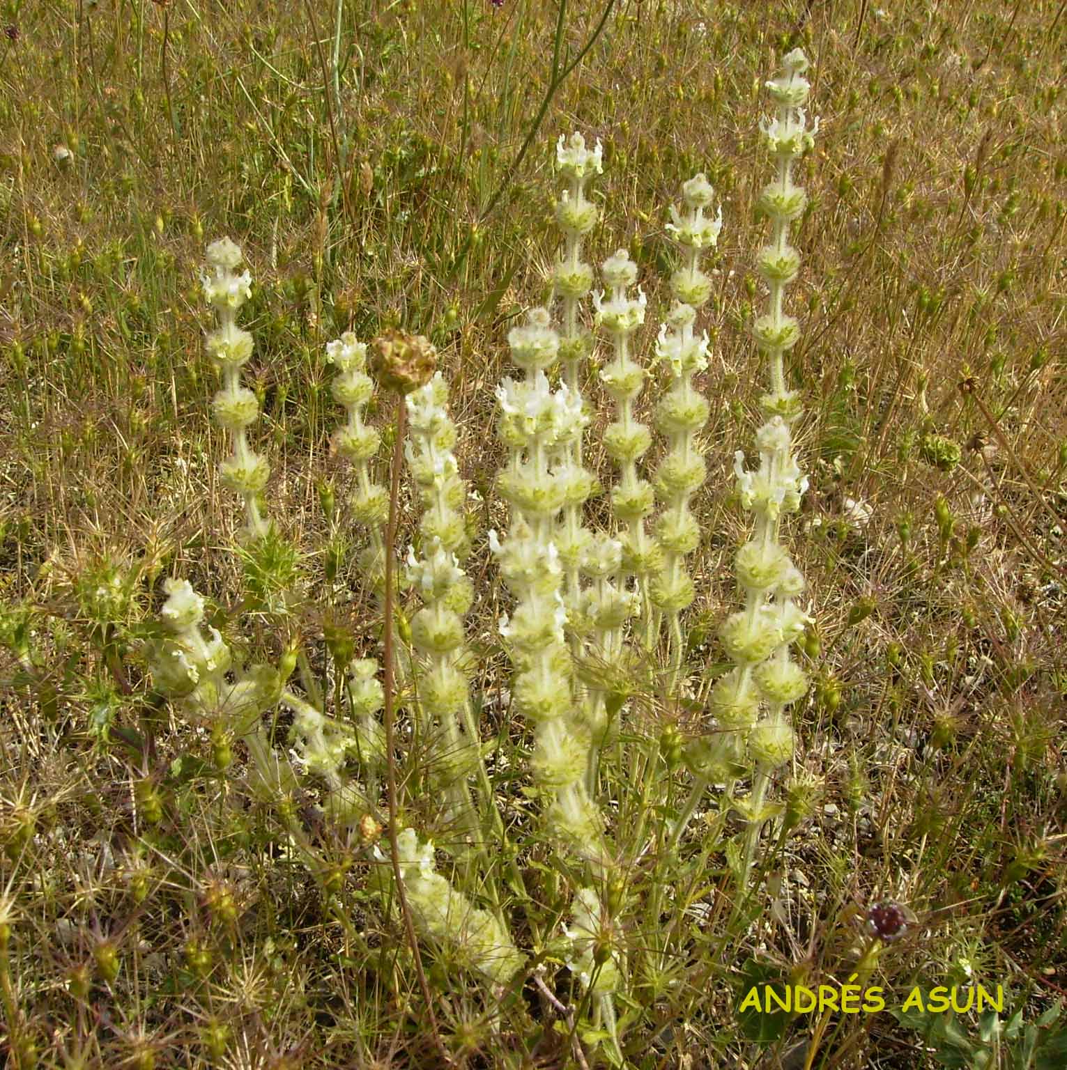 Flores silvestres de la Cordillera Cantábrica: LABIADAS - Labiatae