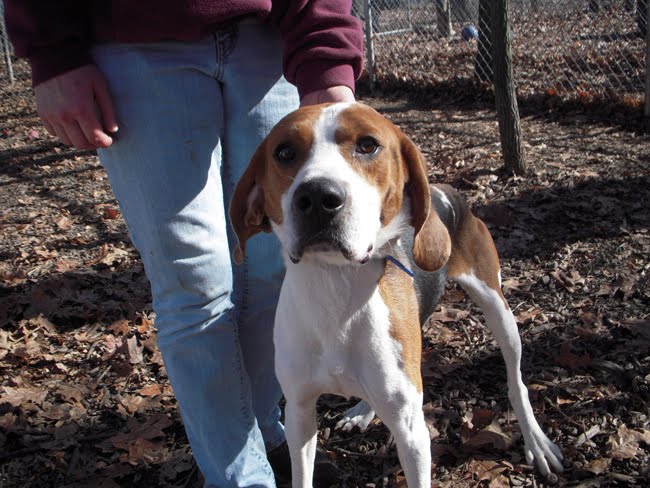 The News-Herald Blogs: Pets Unleashed: February 2011