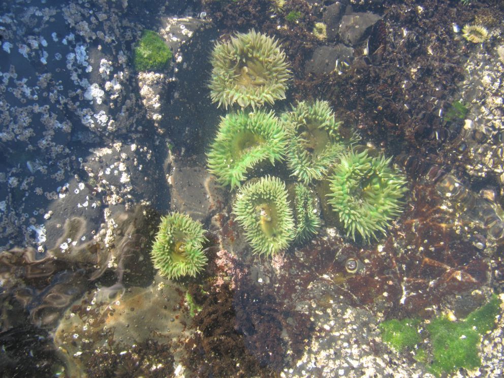 Charismatic Microfauna: Newport, Oregon: Rocky Intertidal