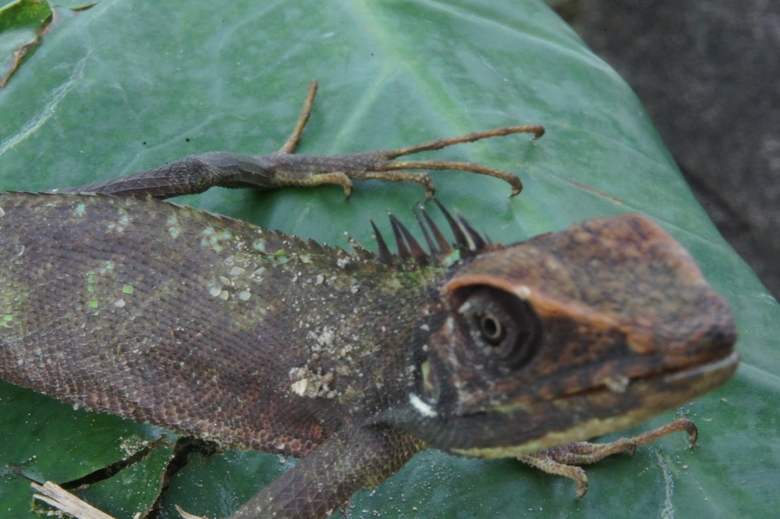 Awesome Bulusan!: February 2013
