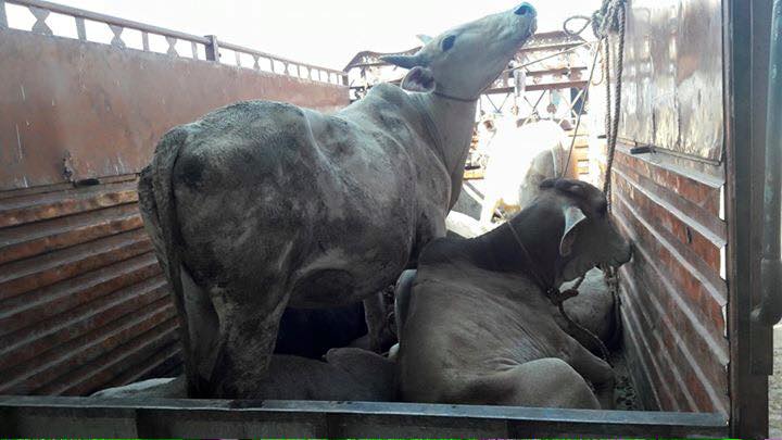 Save Cows Life Vrindavan: Save Cows Life Vrindavan