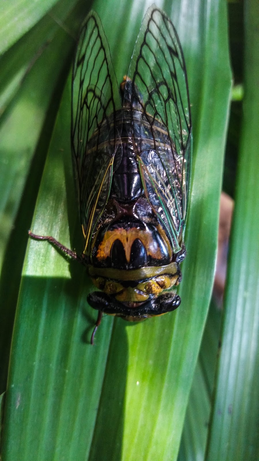 Insecto chicharra wallpapers celular