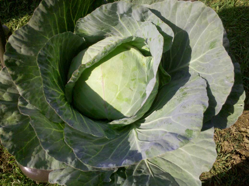 Everyday Finesse: Prized cabbages