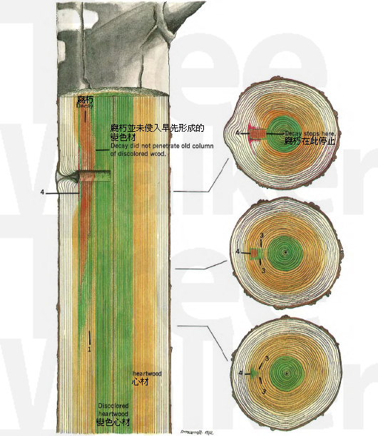 樹木的腐朽區隔化 Compartmentalization Of Decay In Trees | 樹沃客樹藝