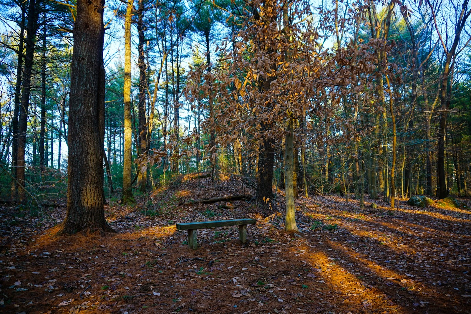 Wheelwright Park & Barnes Wildlife Sanctuary- Cohasset, MA