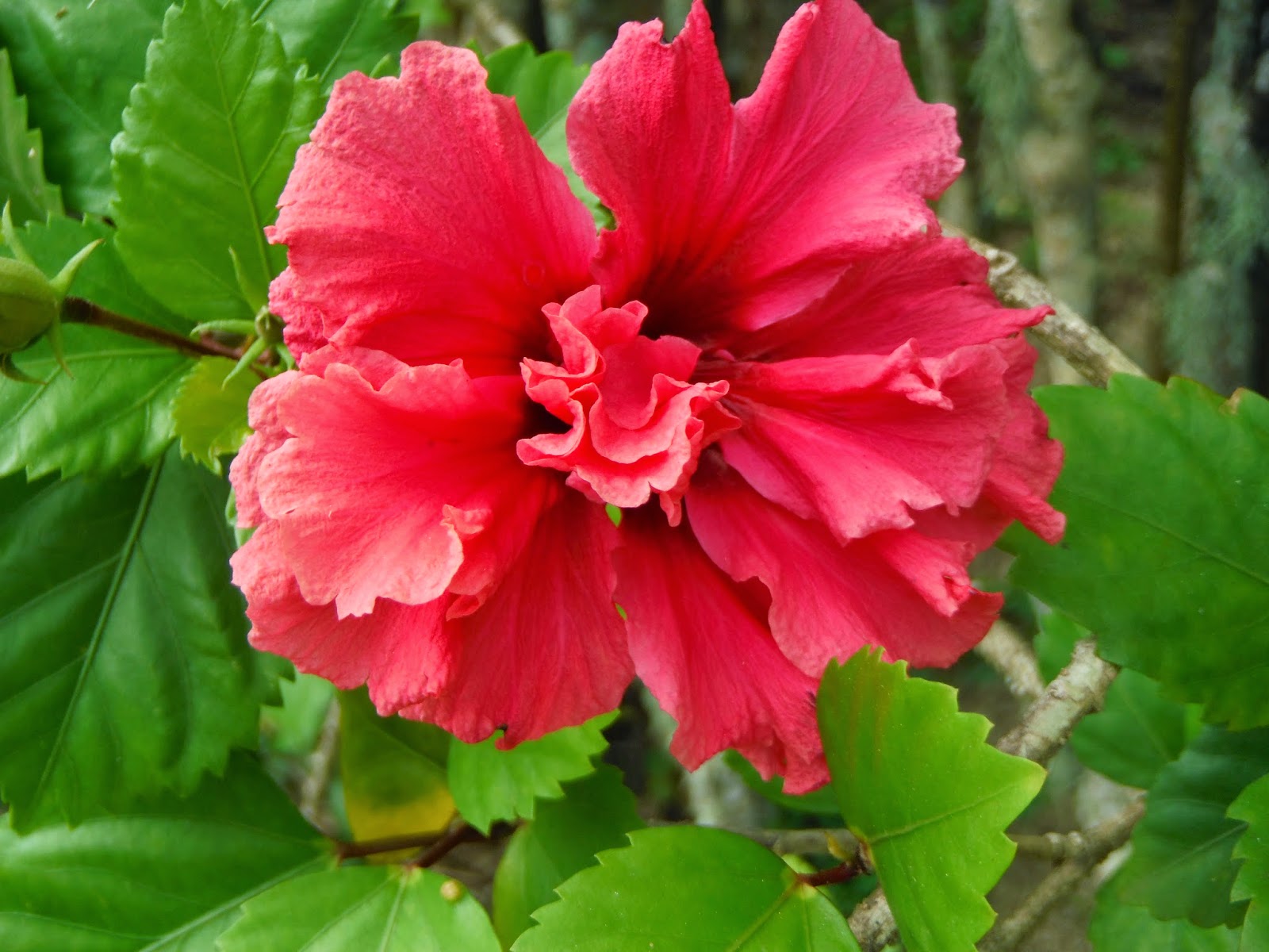 Ramirez Family: RAROTONGA, COOK ISLANDS FLORA AND FAUNA