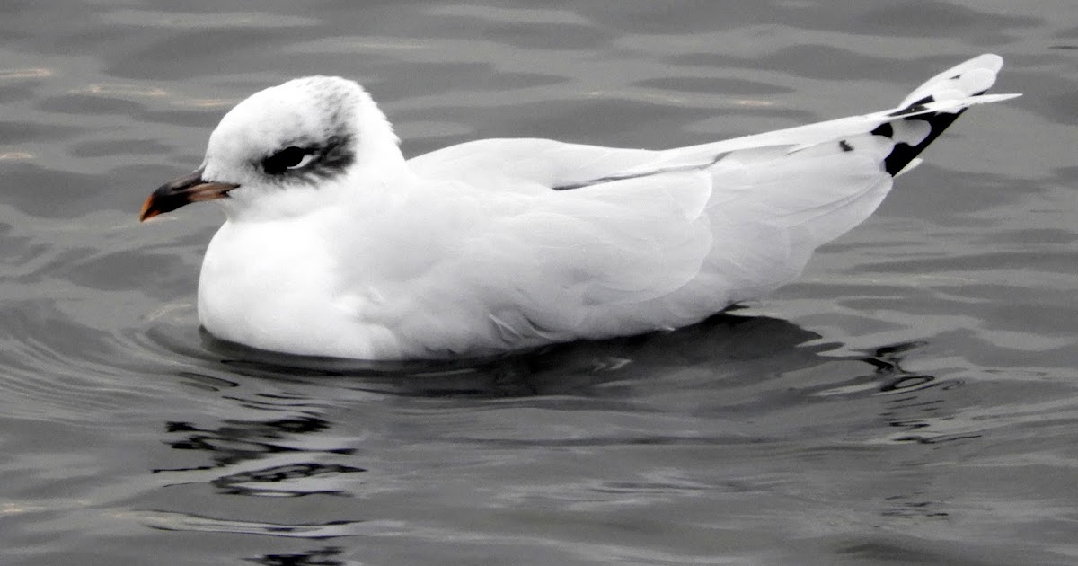 birdingexmouth: Med Gull