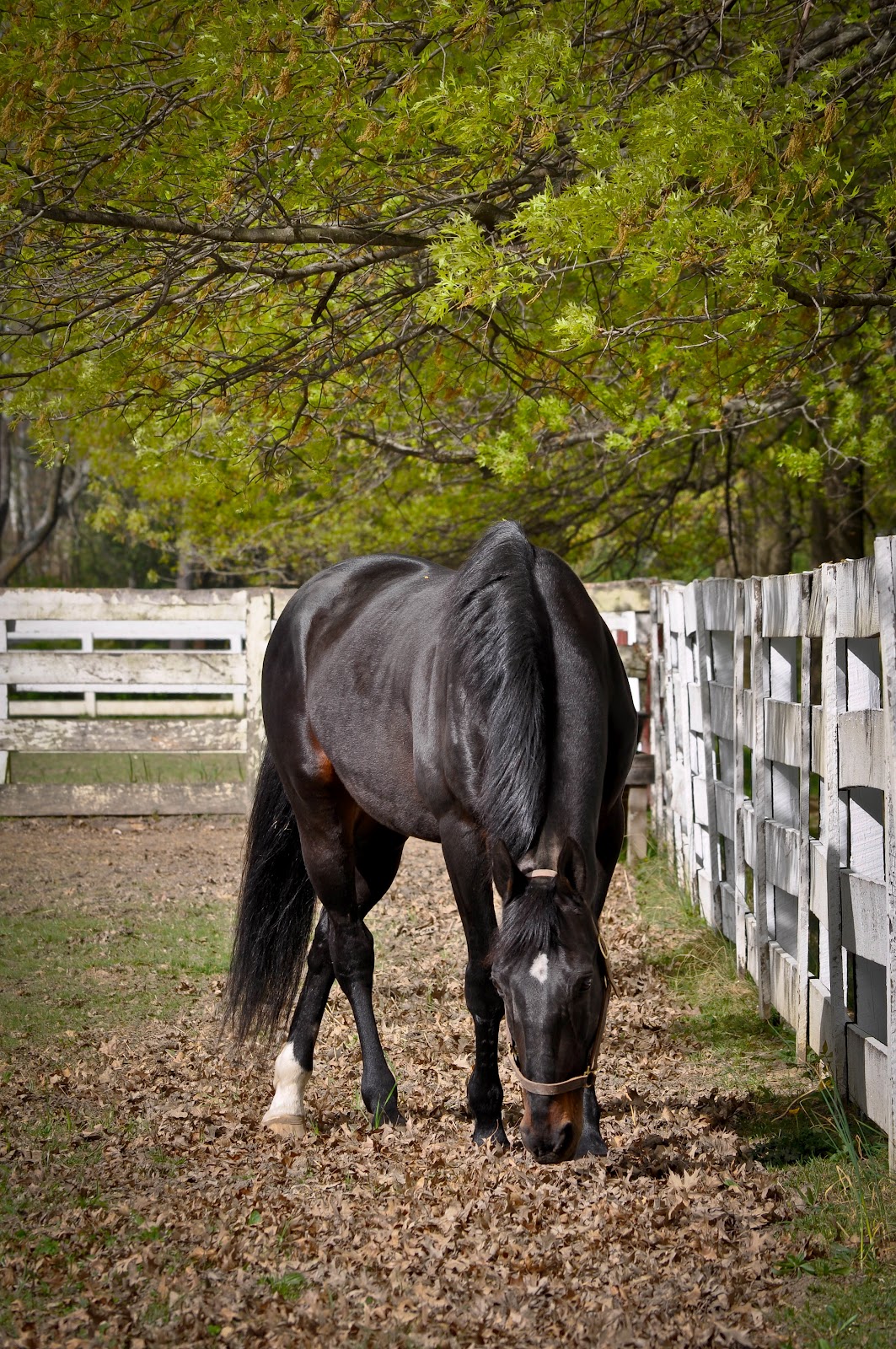 . Sarafina Photography: Standardbred Horses at Hanover Shoe Farms ...