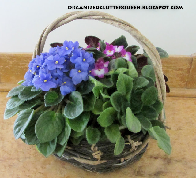 Houseplants Make a Home - Organized Clutter