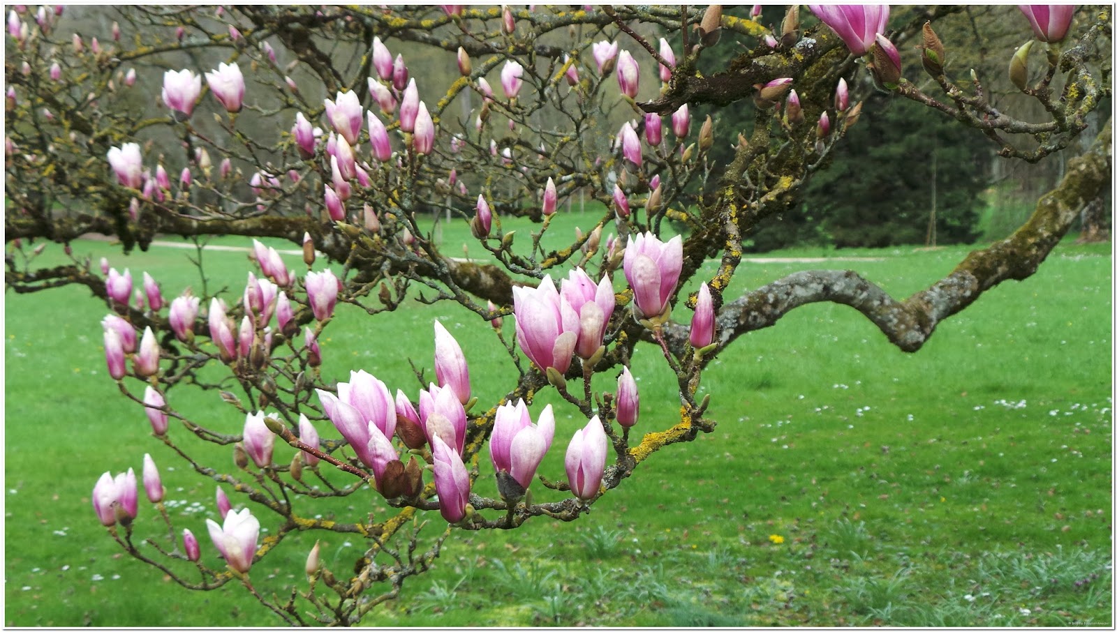 De Moi à Vous: Magnolia en boutons, retour du printemps