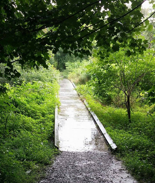 Mountain Blood WV: The Long Point Trail at New River Gorge and The Tiny ...