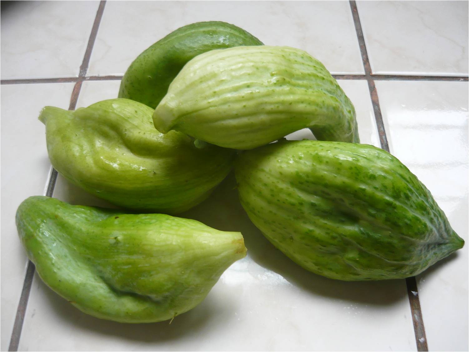 ALTERNATIVA ECOLÓGICA: CULTIVO DE CAIGUA