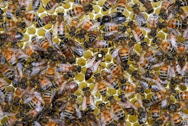 Corona Apicultores: LA ABEJA BUCKFAST