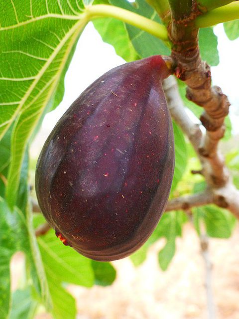 cadalso vive: Ya se ven las brevas en la higuera...