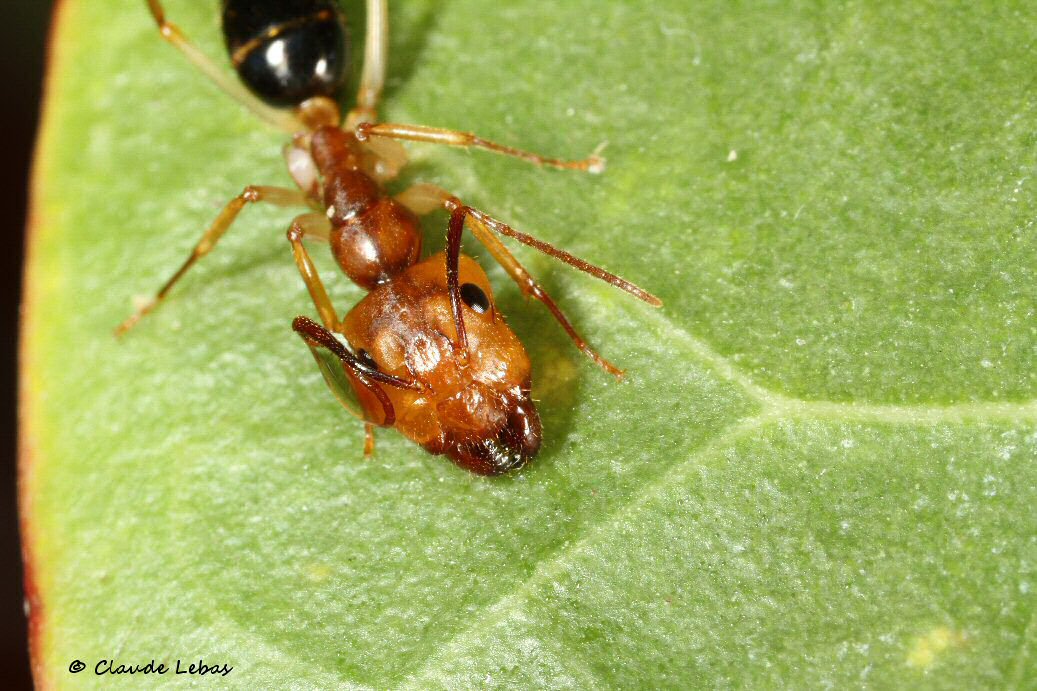 fourmis de Cuba- Hormigas de Cuba- Ants of Cuba: Camponotus bermudezi