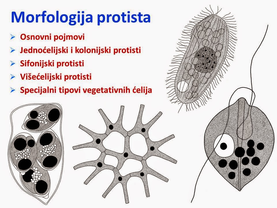 STEFAN LUKETA: KNJIGA "OPŠTA PROTISTOLOGIJA"