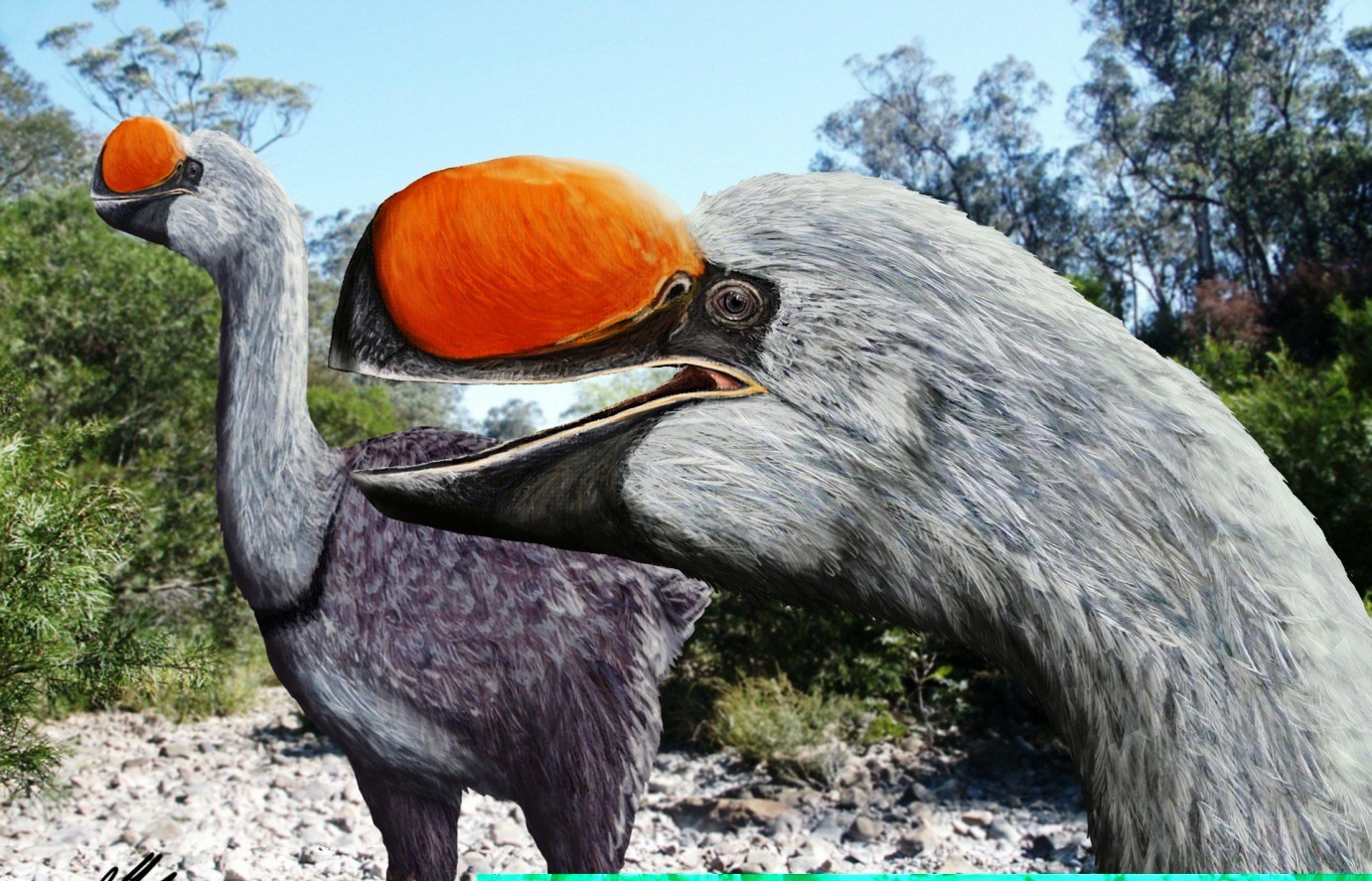 Researcher discovers ancestor of biggest bird ever