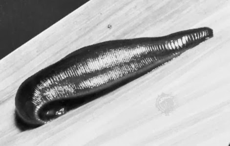 Leeches | Facts About All