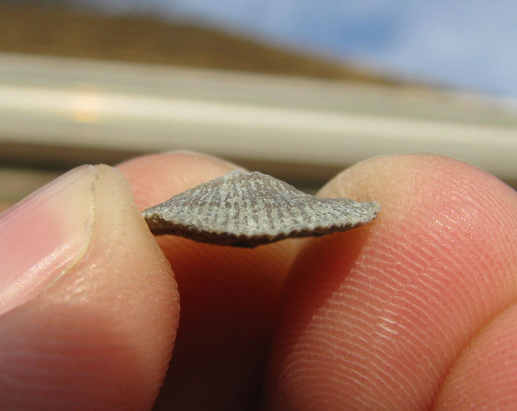Views of the Mahantango: Dalmanella brachiopod from the Verulam Fm.
