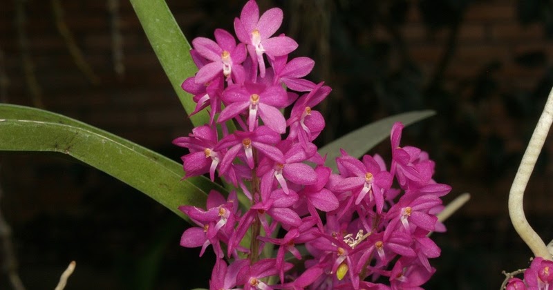 Vanda ampullacea Roxb.