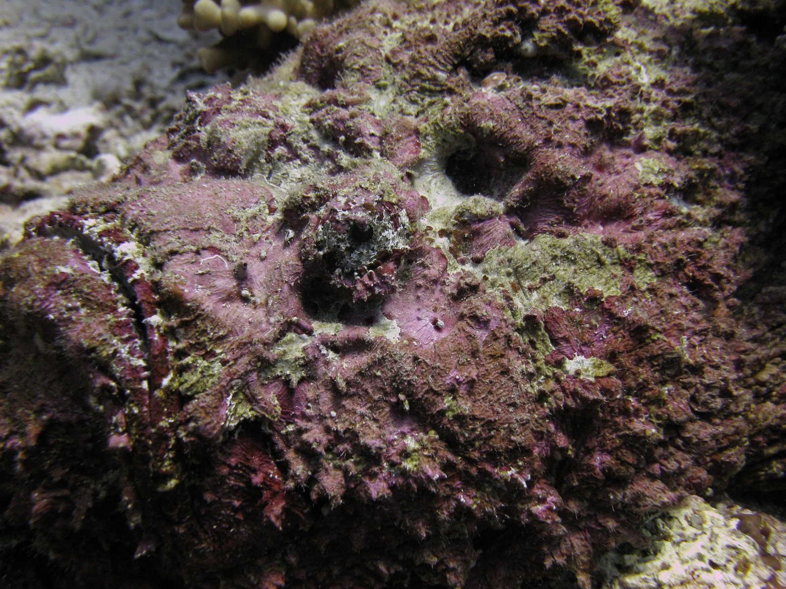 Real Monstrosities: Stonefish
