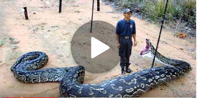 Giant Snake Eats Man? World's Largest Snakes; Massive Anaconda Attacks ...