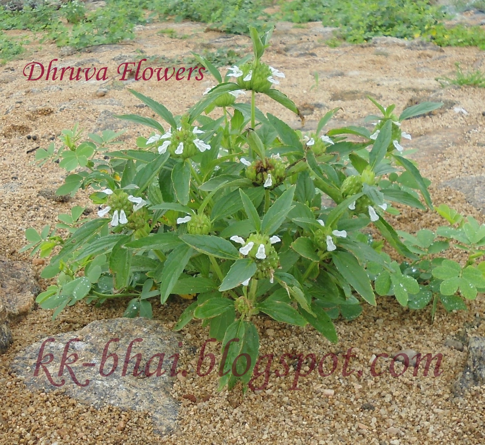 'Puja' Flowers and other things used in 'puja' (Hindu Worship).: 2013