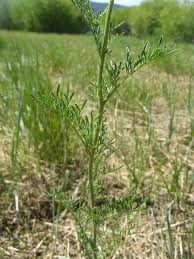 Herbs-Treat and Taste: FLIXWEED OR FLUXWEED - POPULAR OLD REMEDY FOR ...