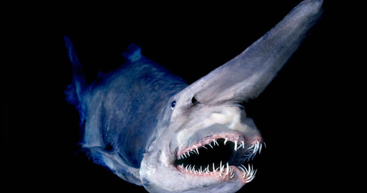 Tahukah Anda Jenis Hiu Yang Memiliki Tampilan Wajah Paling Menyeramkan ...